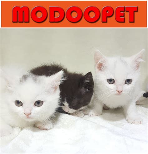 고양이분양 모두펫의 브리티쉬분양