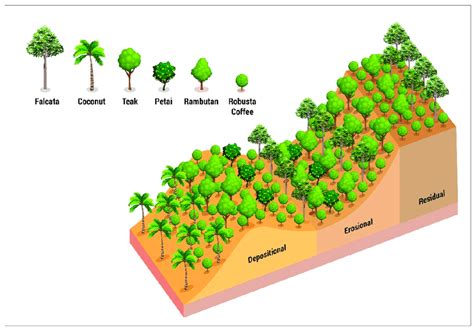 Actual Plant Layout In The Existing Agroforestry Download Scientific