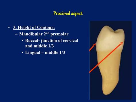 Mandibular Premolarspptx