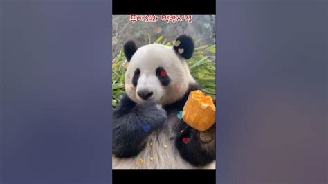 푸바오 🐼성장기 Youtube