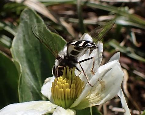 Scaeva Affinis BugGuide Net