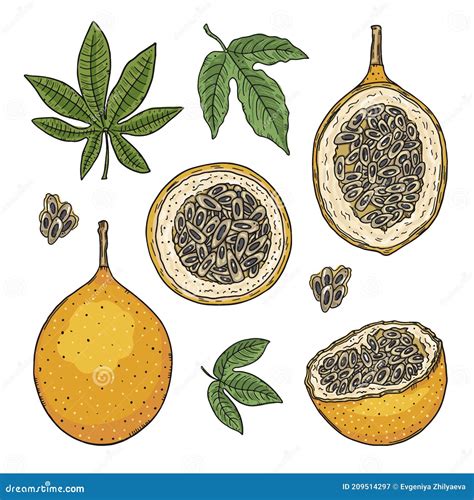 Set Of Illustrations With Passionfruit Exotic Fruits Flowers And