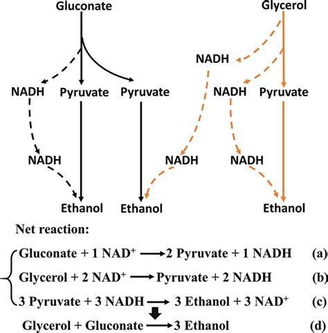 Pyruvate To Ethanol