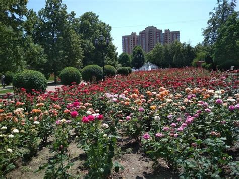 Аллея Роз в Ростове на Дону Россия с фото и отзывами