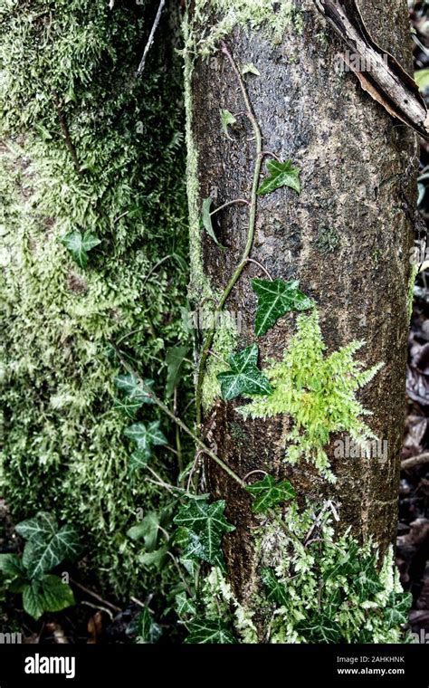 Abstract Intimate Landscape Of Moss On Wet Tree Stump During A Wet Winter In England United