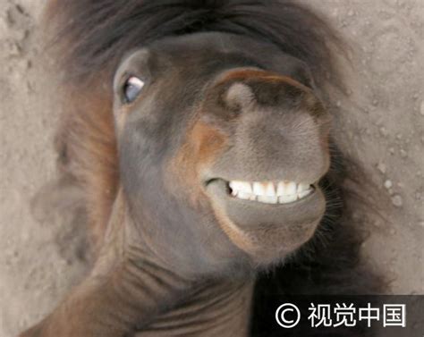 美國袖珍馬與傑克羅素梗犬搭檔表演風靡全美 每日頭條