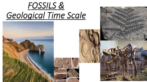Fossils Fossilizationtypes Of Fossils Youtube