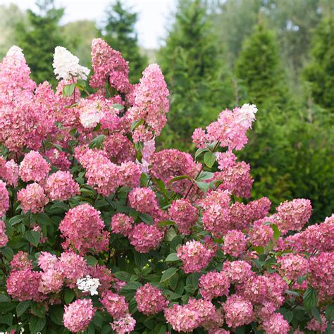 Hydrangea Fire Light Buy Hydrangea Hardy Shrubs Online