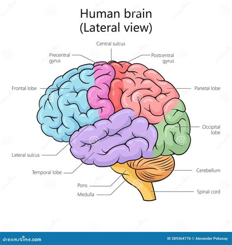 Human Brain Structure Diagram Medical Science Vector Illustration