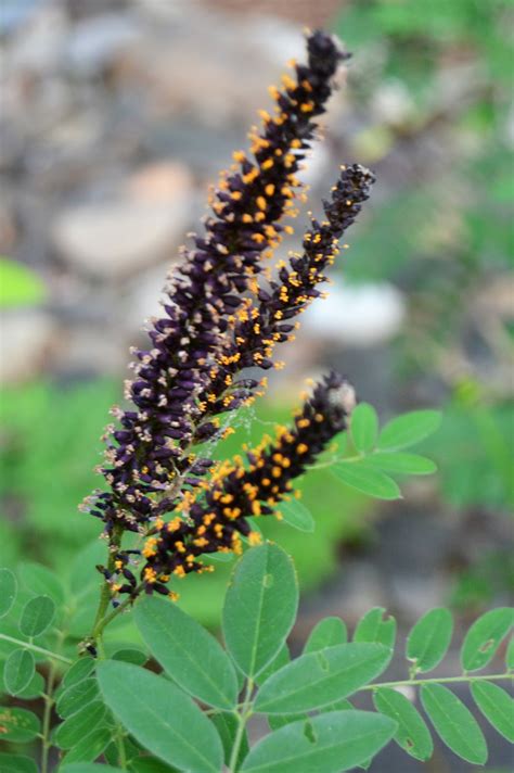 Wildflower Wednesday Amorpha Fruticosa