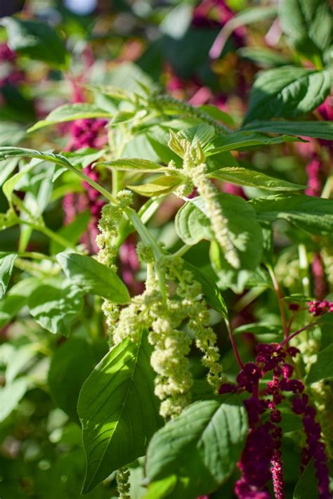 Amaranthus ‘red Cascade Zoe Woodward Gardening