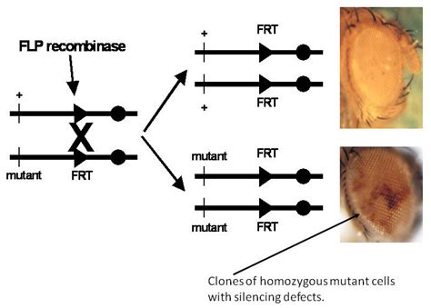 2010 Annual Report Of The Division Of Intramural Research Nichd