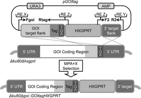 Design Of A Targeting Dna Molecule To Tag The C Terminal End Of A