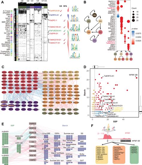 Transcriptional Regulatory Networks Trns During Endosperm Download Scientific Diagram