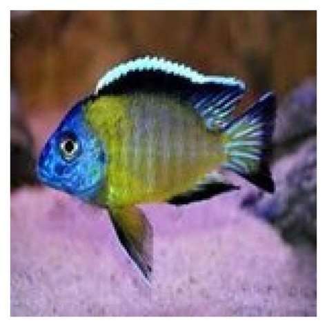 Aulonocara Stuartgranti Usisya Flavescent Peacock Cichlid 5cm The