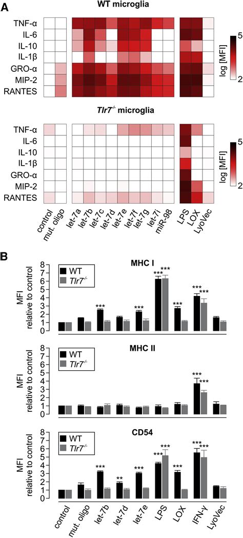 Let 7 Micrornas Regulate Microglial Function And Suppress Glioma Growth