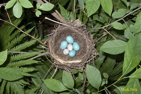 Wood Thrush Eggs