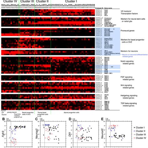 Hierarchical Clustering Of Single Cell Cdnas And Definition Of