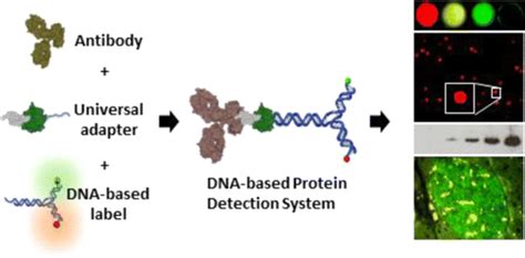 Dna Journal Of The American Chemical Society X Mol
