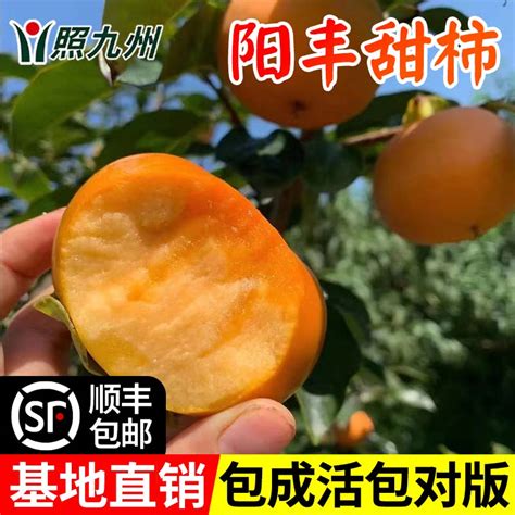 甜柿树苗甜柿苗甜柿子树苗大山谷图库