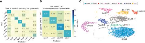 Transcriptomic Cell Type Structures In Vivo Neuronal Activity Across Multiple Timescales Cell