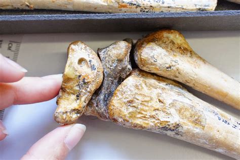 Musings Of A Clumsy Palaeontologist Pterosaurs Of Stuttgart And Munich