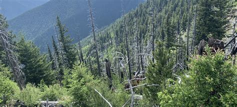 Gray Wolf Pass Washington 15 Reviews Map Alltrails