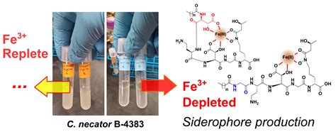 Publications — The Boudreau Lab