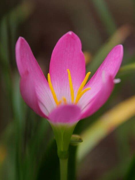 Pink Crocus Images Free Download On Freepik