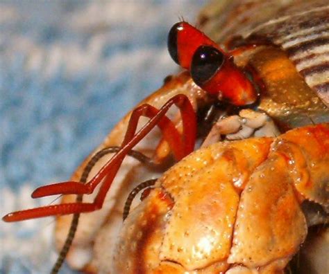 Coenobita Antennae The Crab Street Journal