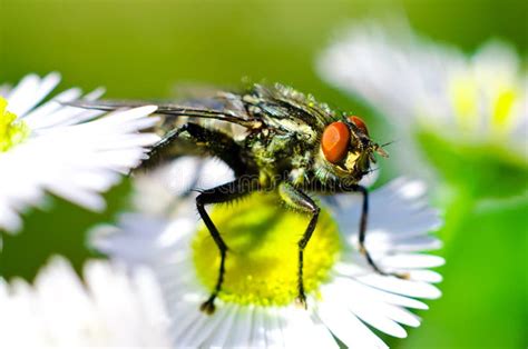 Fly On A Flower Stock Photo Image Of Color Single Insect
