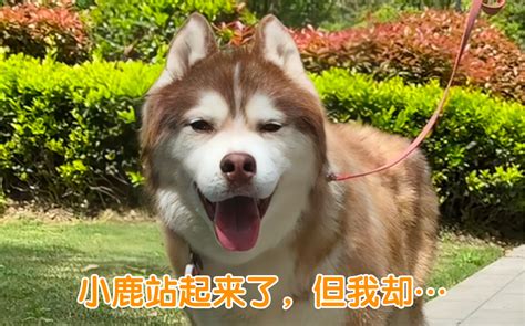 本来好好的心情，硬是被我自己给作没了 是哈礼鹿呀 是哈礼鹿呀 哔哩哔哩视频