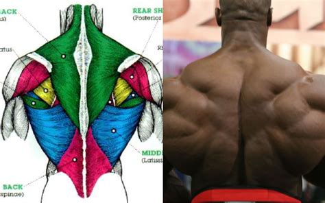Back Muscle Anatomy Bodybuilding