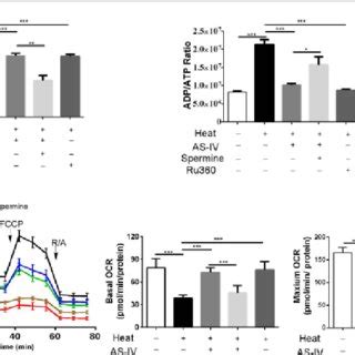 AS IV Alleviates ATP Depletion And Oxygen Consumption Following Heat Download Scientific