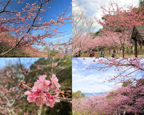 【2025高雄櫻花季】寶山二集團櫻花公園花況觀賞時間交通一次看！ Cp值
