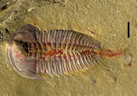 Trilobite Tummies Revealed In New Fossils Live Science
