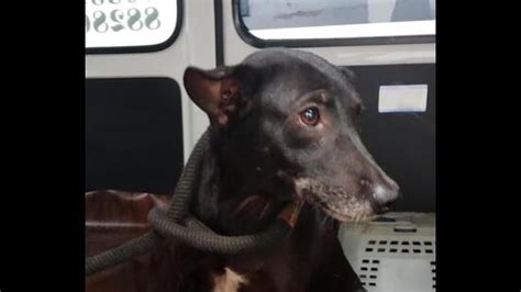 Mumbra Man Booked For Animal Cruelty For Alleged Sex With Dog Mumbai News