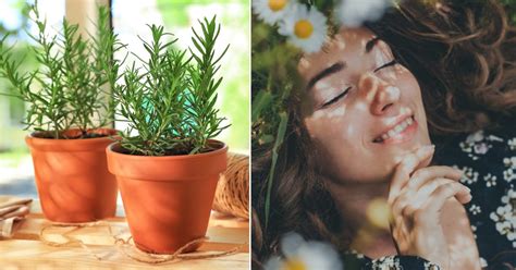24 Plantas Que ATRAEM Energias POSITIVAS Para Dentro De Casa