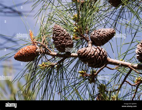 Brutia Pine Pine Calabrian Pine Pine Conifer Needles Brooches Pinus Pinus Brutia