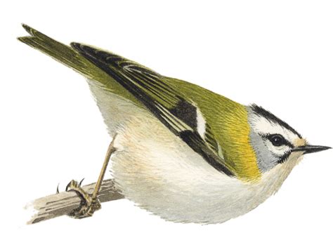 Twelve Steps To Draw A Robin Wilder