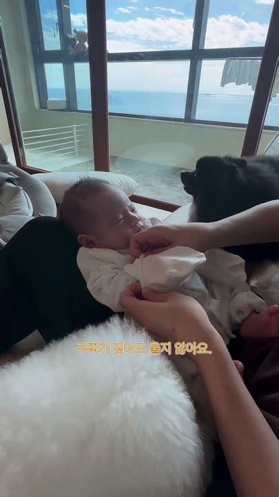 구찌 언니한테 첨 혼나는 날귀여운강아지 말티즈 포메라니안 베들링턴테리어 비숑 Youtube