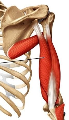 Triceps Brachii Diagram Quizlet