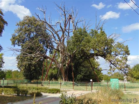 Ranica Bg Старият дъб Гранит