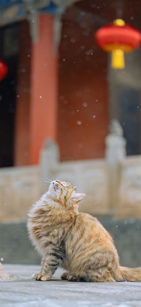 宫喵 高清图片，堆糖，美图壁纸兴趣社区