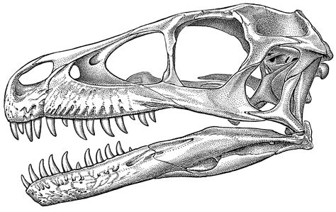 Dinosaur Skull Sketch At Explore Collection Of