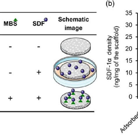 Schematic Illustration Of The Decellularization Process Scaffold Download Scientific Diagram