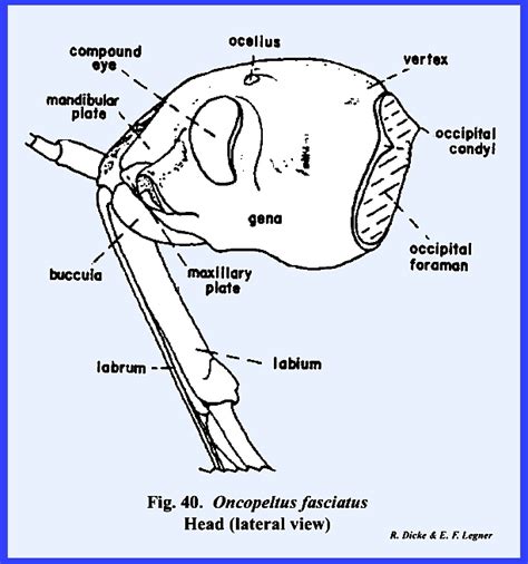 Morphology Of Insects
