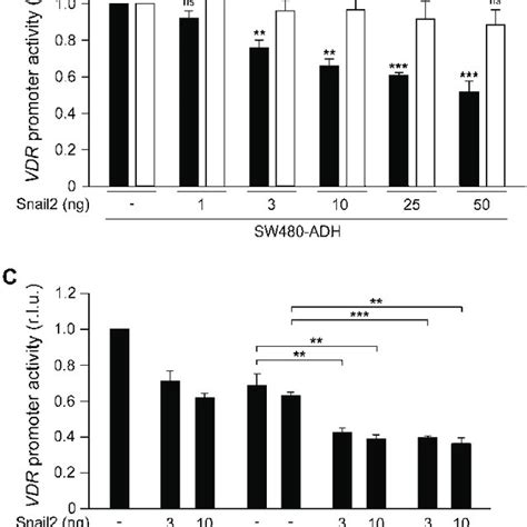 Snail2 But Not Other Emt Inducers Represses Vdr Gene Promoter