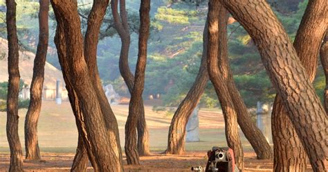 소나무 촬영하는 사진작가