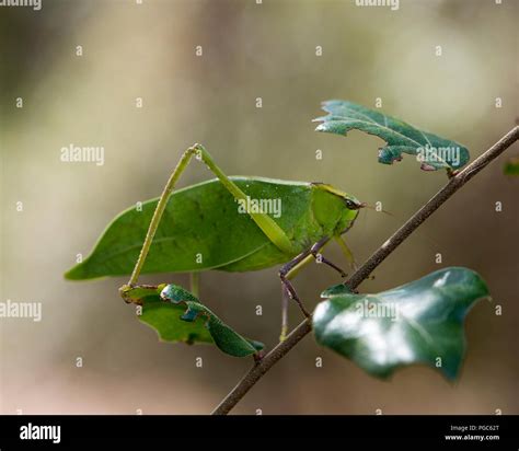 Katydid Insect